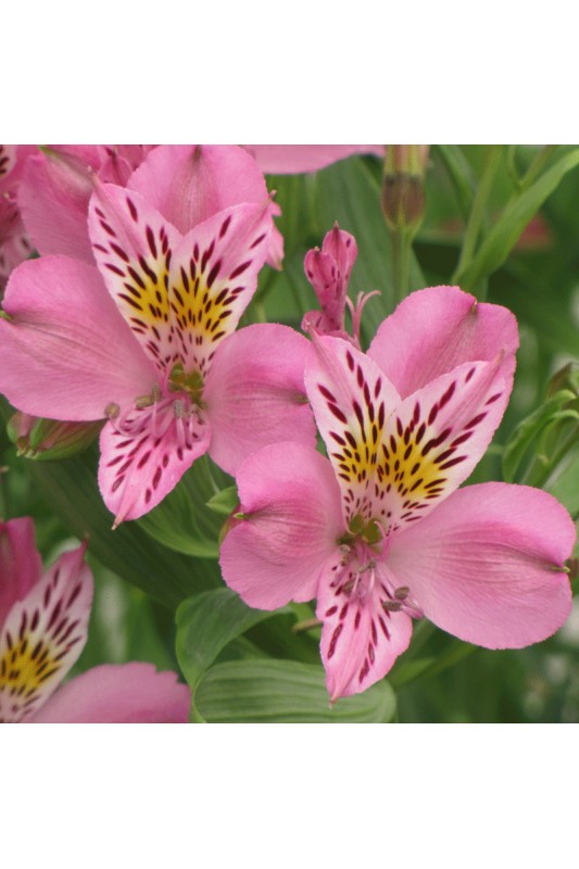 Alstroemère 'Charles' - Une fleur élégante pour embellir votre jardin